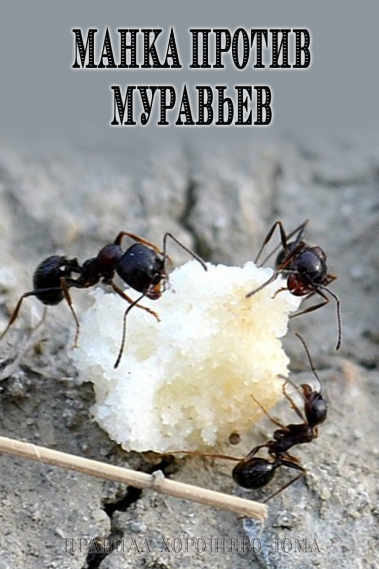 Простой метод, как избавится от муравьев - Советы для тебя